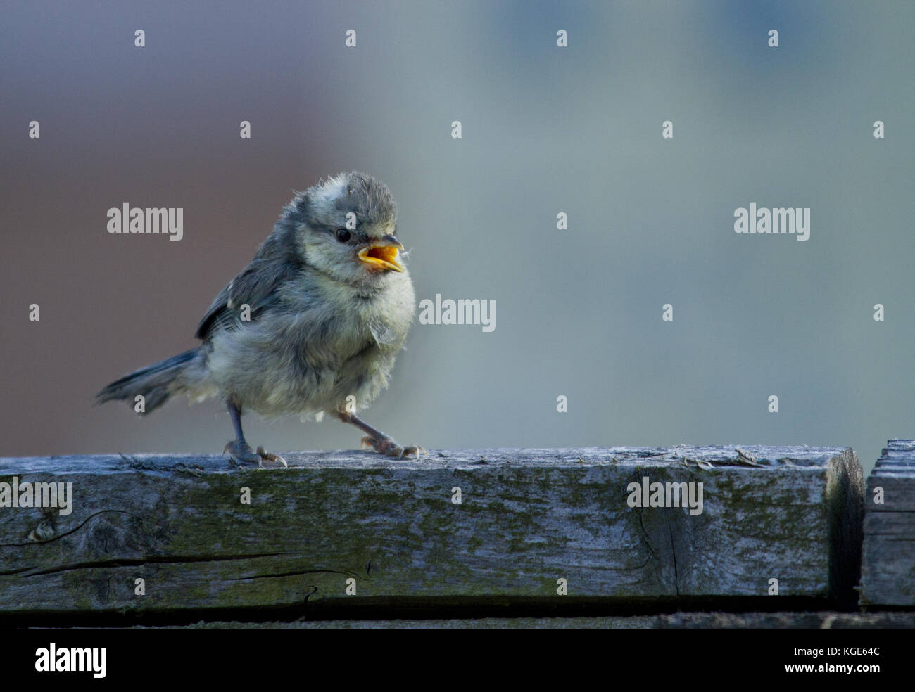 A Image of a fledgling blue tit sitting on a fence calling for it`s mother Stock Photo - Alamy